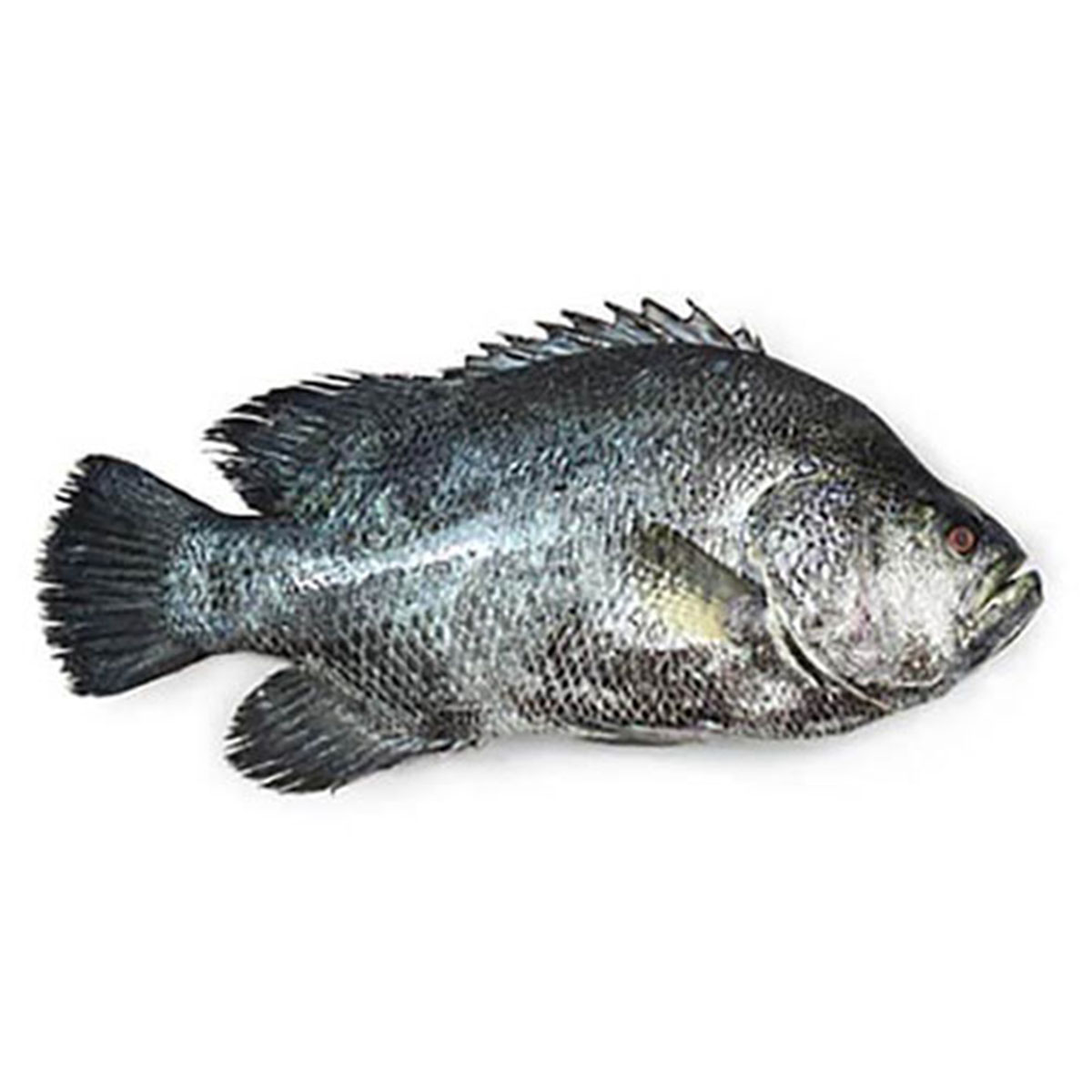 Koi Koral Fish (Sea) 1 Kg | Send Gifts to Bangladesh | Utshob.com