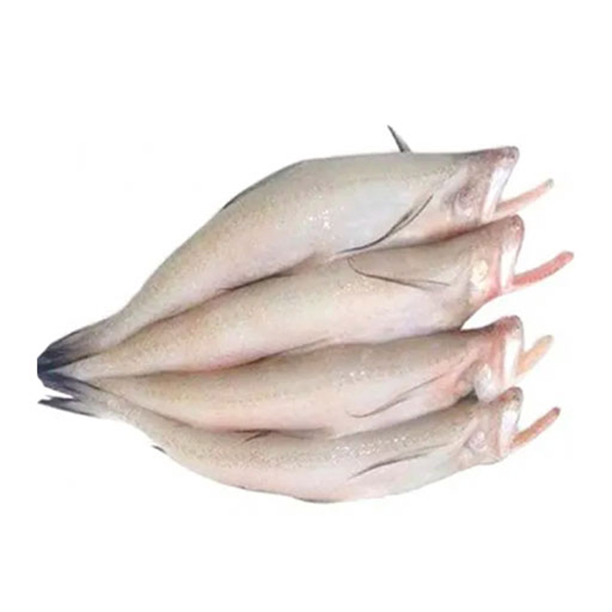 Lotia Fish (Sea) 1 Kg | Send Gifts to Bangladesh | Utshob.com